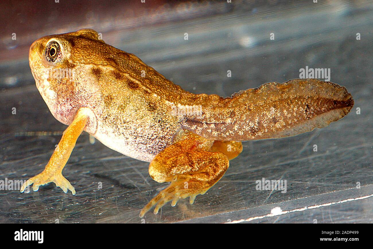 Tadpole. Tadpole of the common frog (Rana temporaria). This tadpole is ...