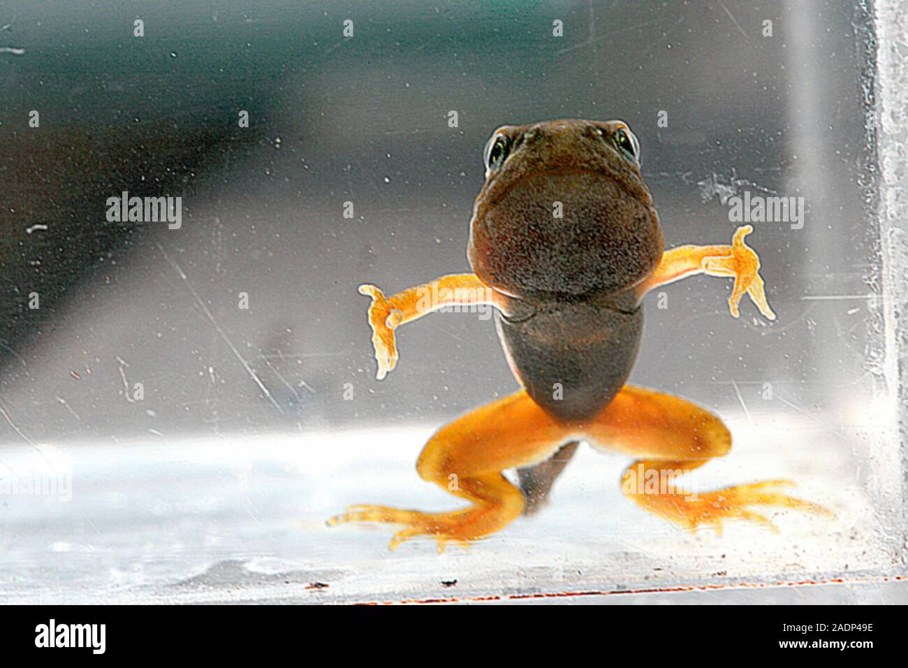 Tadpole metamorphosis. Tadpole of the common frog (Rana temporaria ...