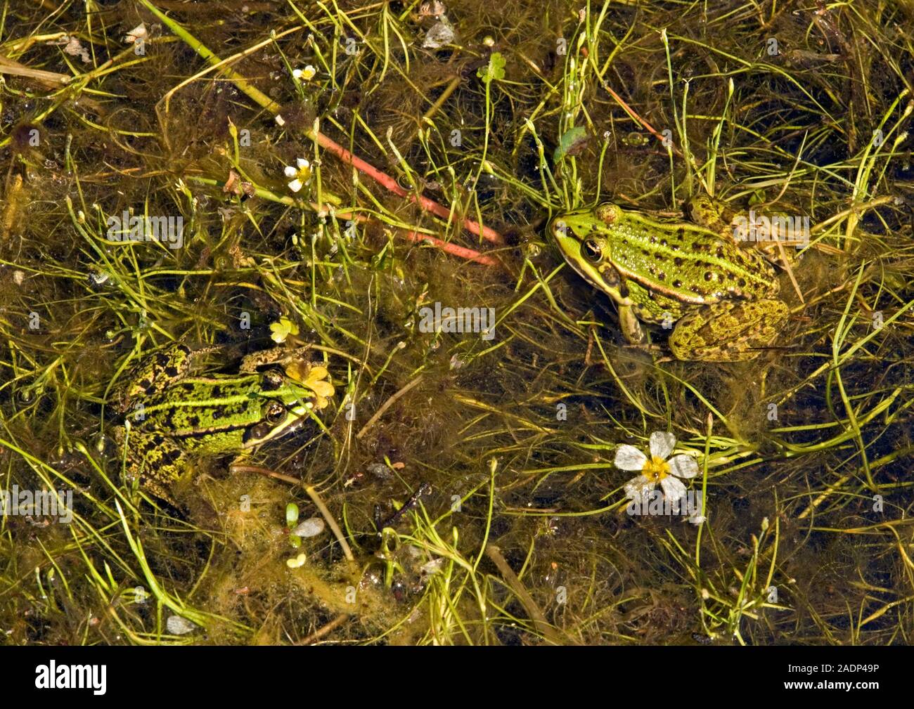 European edible frogs (Rana esculenta) in shallow water. These frogs ...