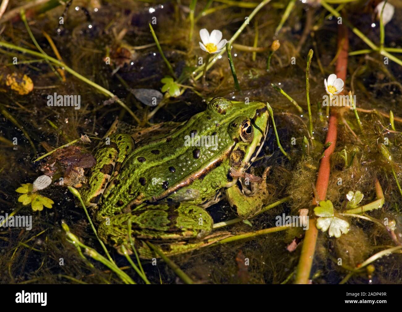 European edible frog (Rana esculenta) basking in shallow water. This ...