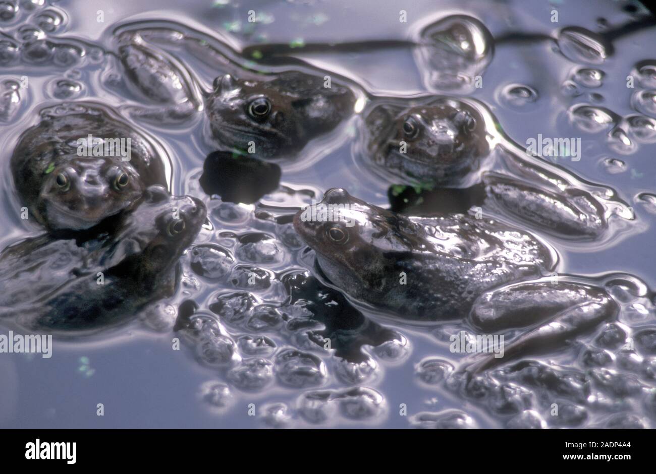 Frogs (Rana temporaria) laying frog spawn in a garden pond Stock Photo - Alamy