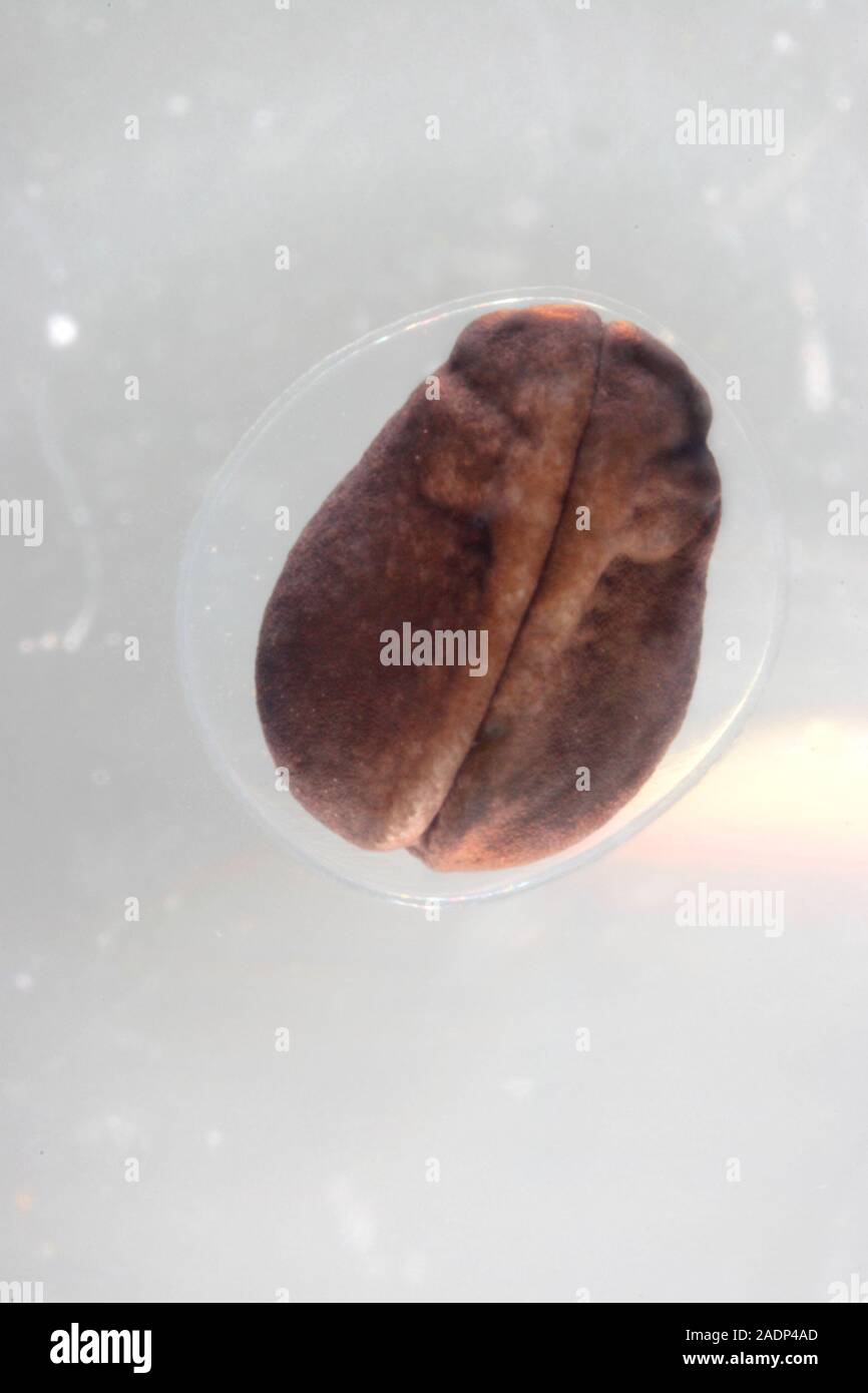 Frog egg development. The early stages of the embryo's development are ...