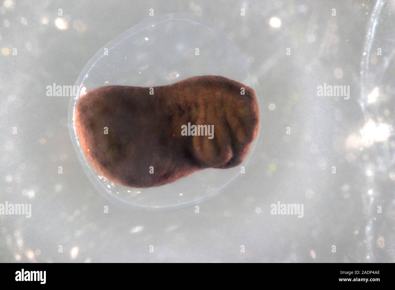 Frog egg development. The early stages of the embryo's development are ...