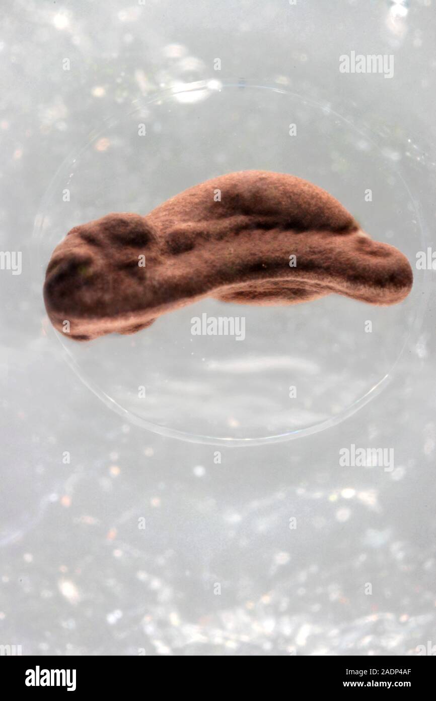 Frog egg development. The early stages of the embryo's development are ...