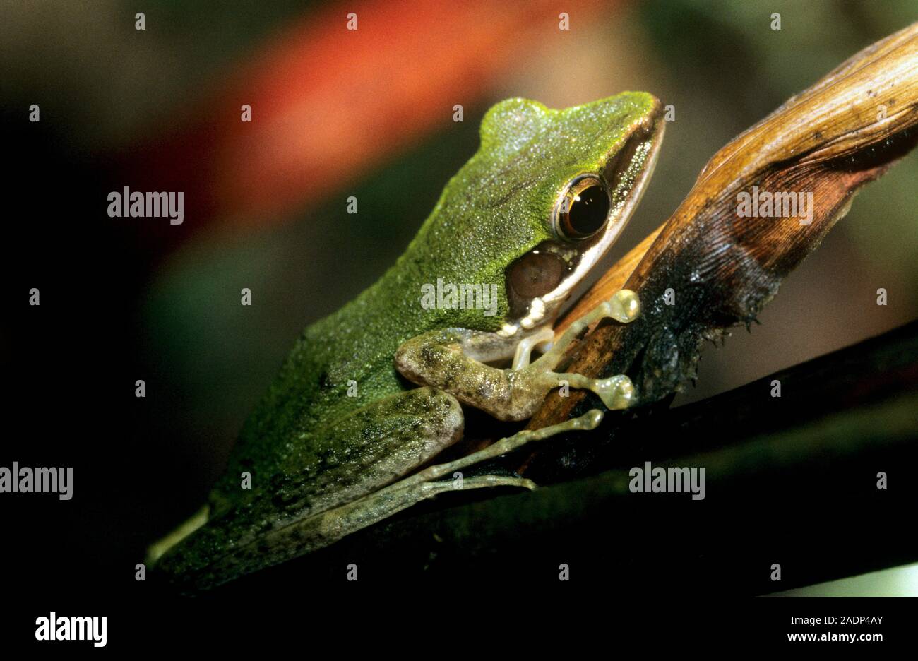 Treefrog. An unknown species of treefrog sitting on a plant ...