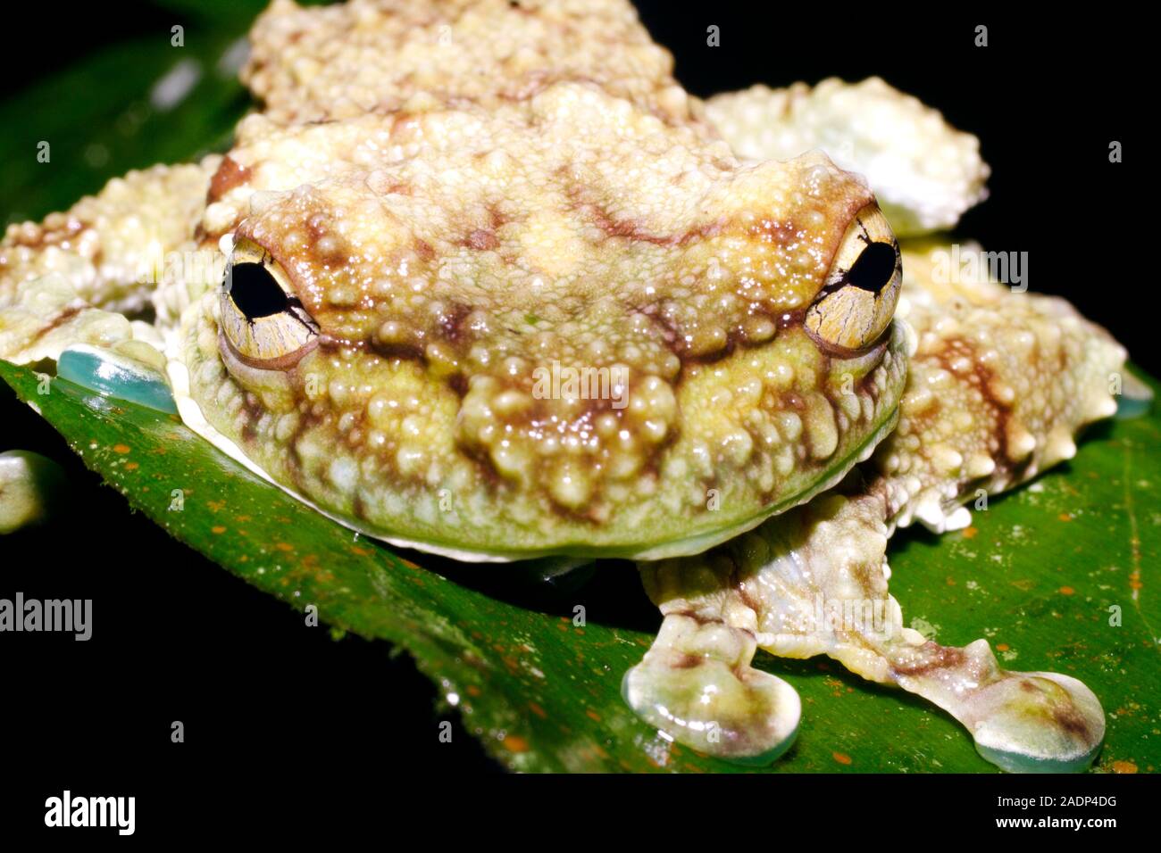 Ecnomiohyla treefrog (Ecnomiohyla tuberculosa). This is an extremely ...