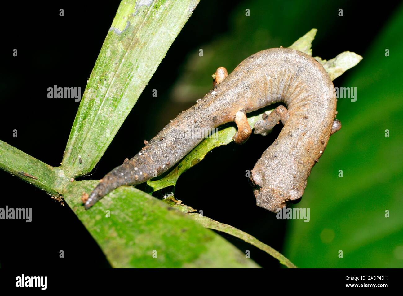 Climbing salamander (Bolitoglossa aequatoriana). Photographed in Yasuni ...