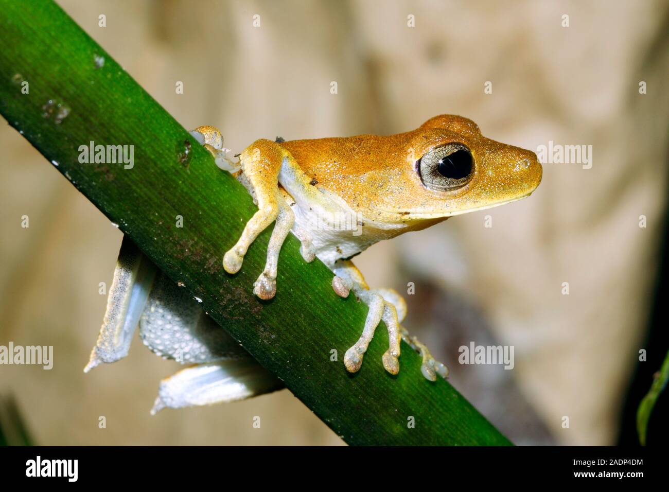 Tree frog (Hypsiboas fasciatus). This nocturnal frog is found in ...