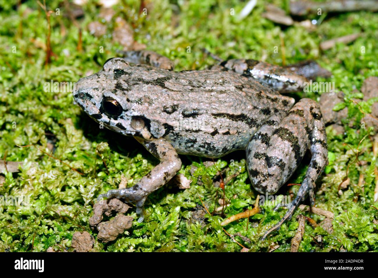 Leptodactylus frog (Leptodactylus andreae). This species of terrestrial ...