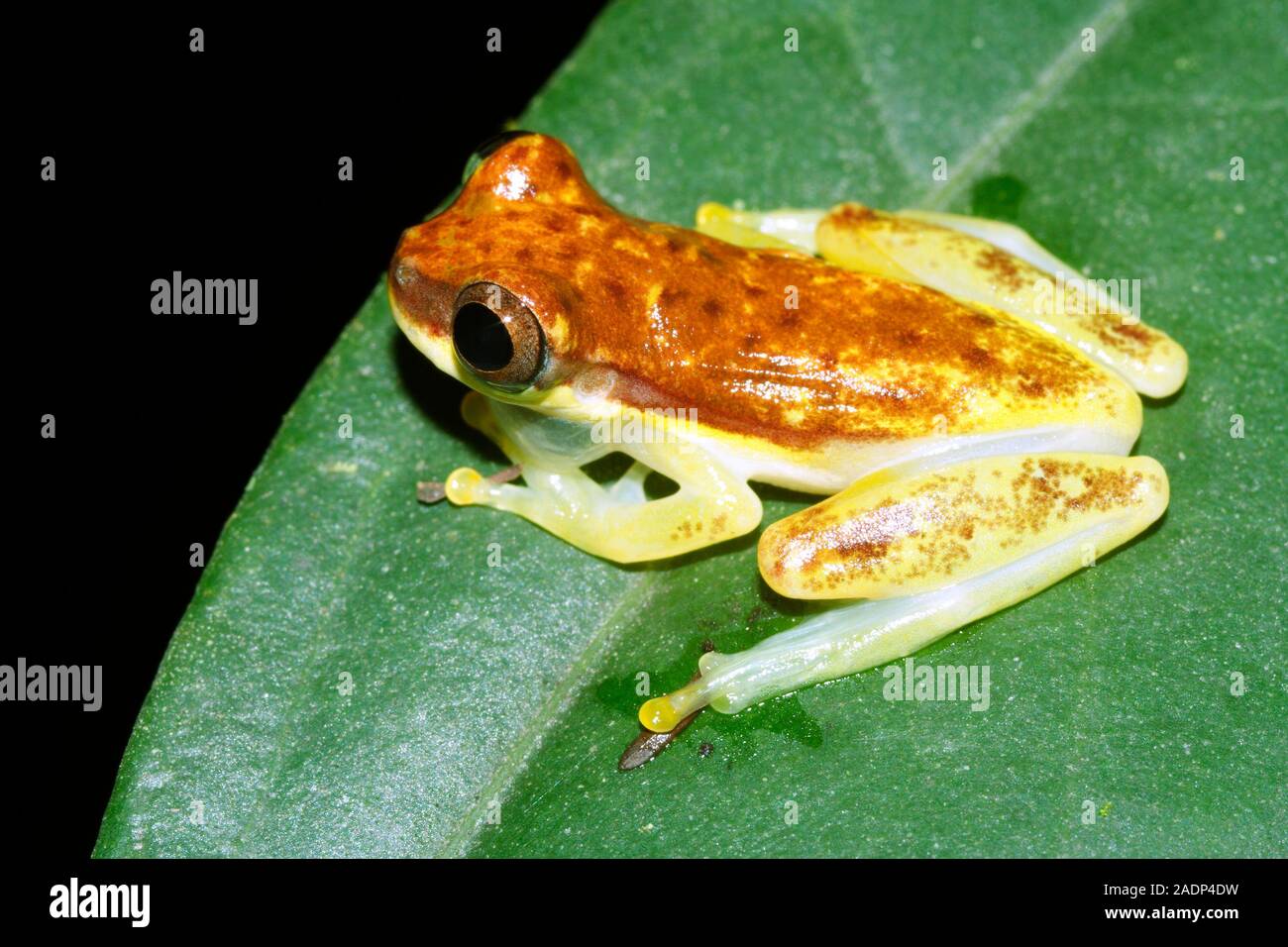 Dendropsophus frog (Dendropsophus rhodopeplus). This frog inhabits ...