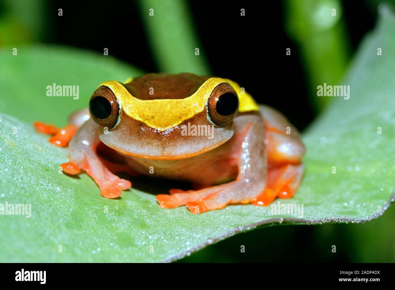 Dendropsophus frog (Dendropsophus bifurcus) This frog inhabits tropical ...