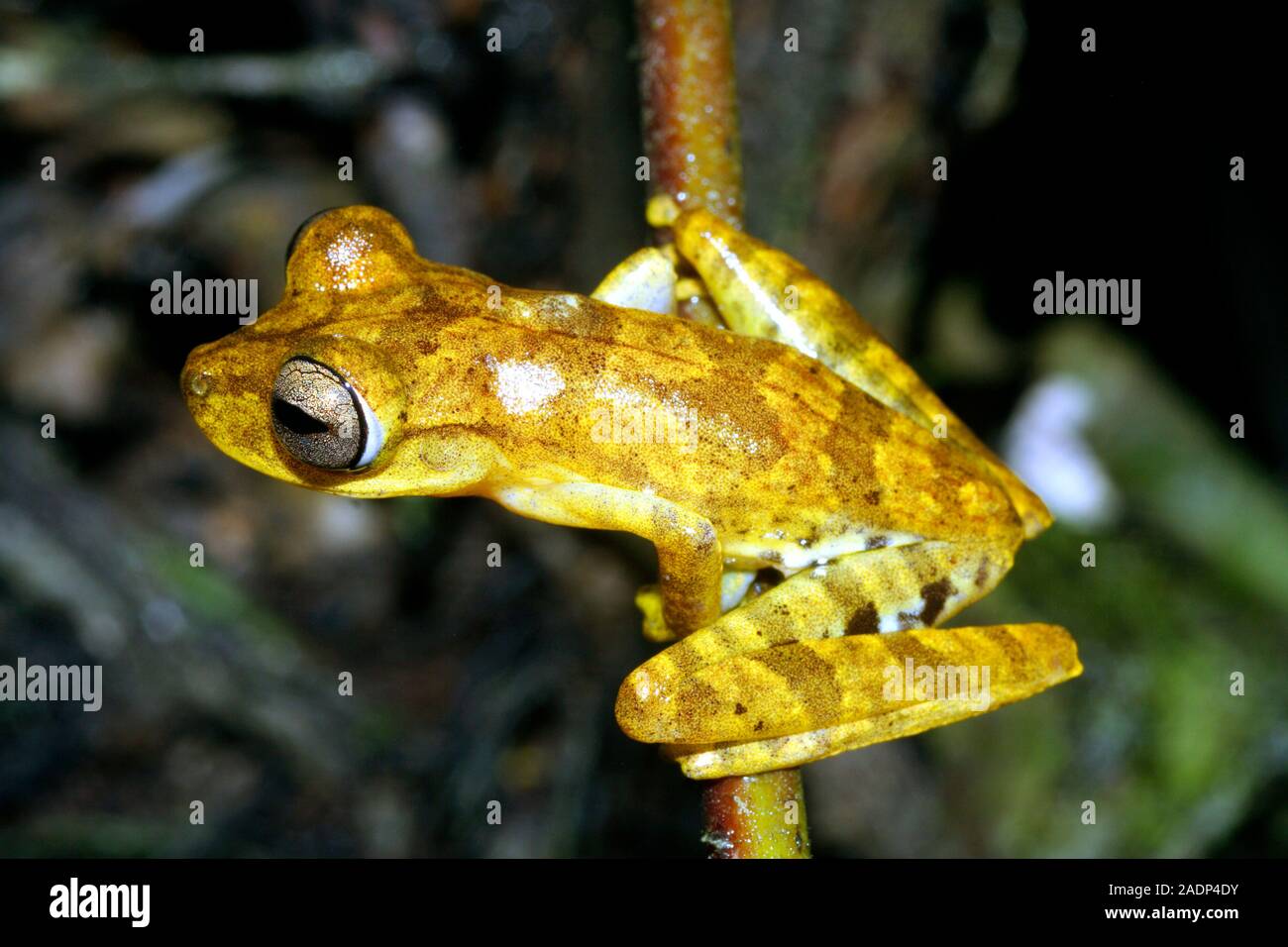 Tree frog (Hypsiboas fasciatus). Photographed in Yasuni National Park ...