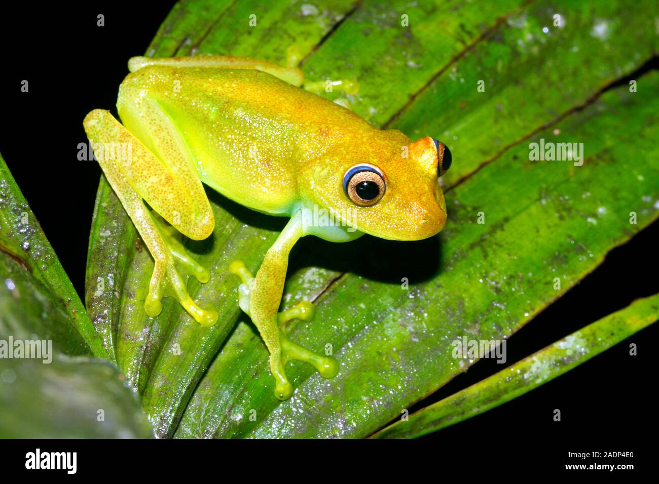 Tree frog (Hypsiboas granosus). Photographed in Yasuni National Park ...