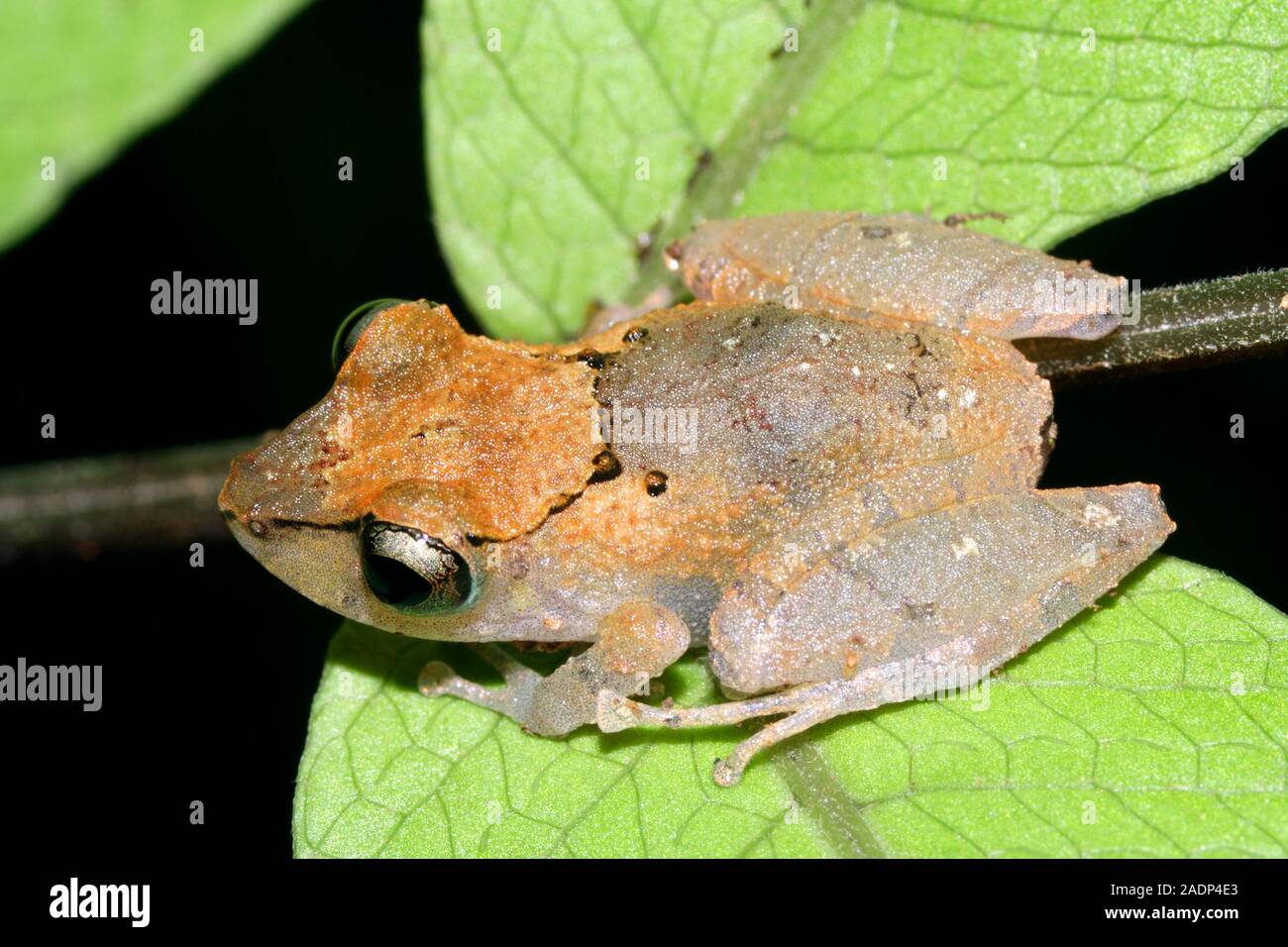 Eleutherodactylus frog (Eleutherodactylus ockendeni). This common frog ...