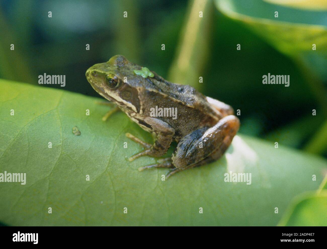 Common frog (Rana temporaria) on a leaf Stock Photo - Alamy