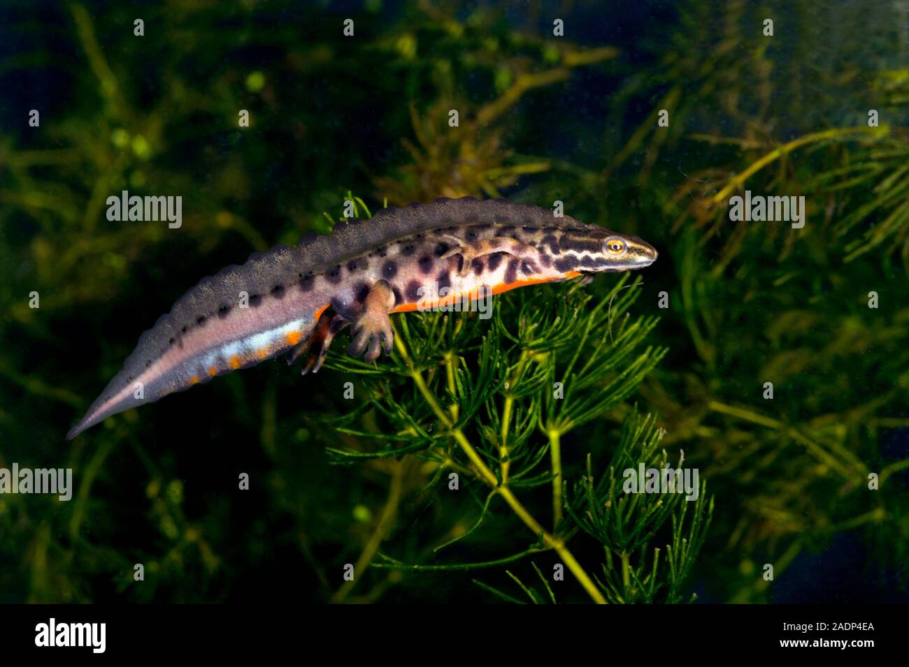 Smooth newt (Lissotriton vulgaris) swimming underwater. This is a ...