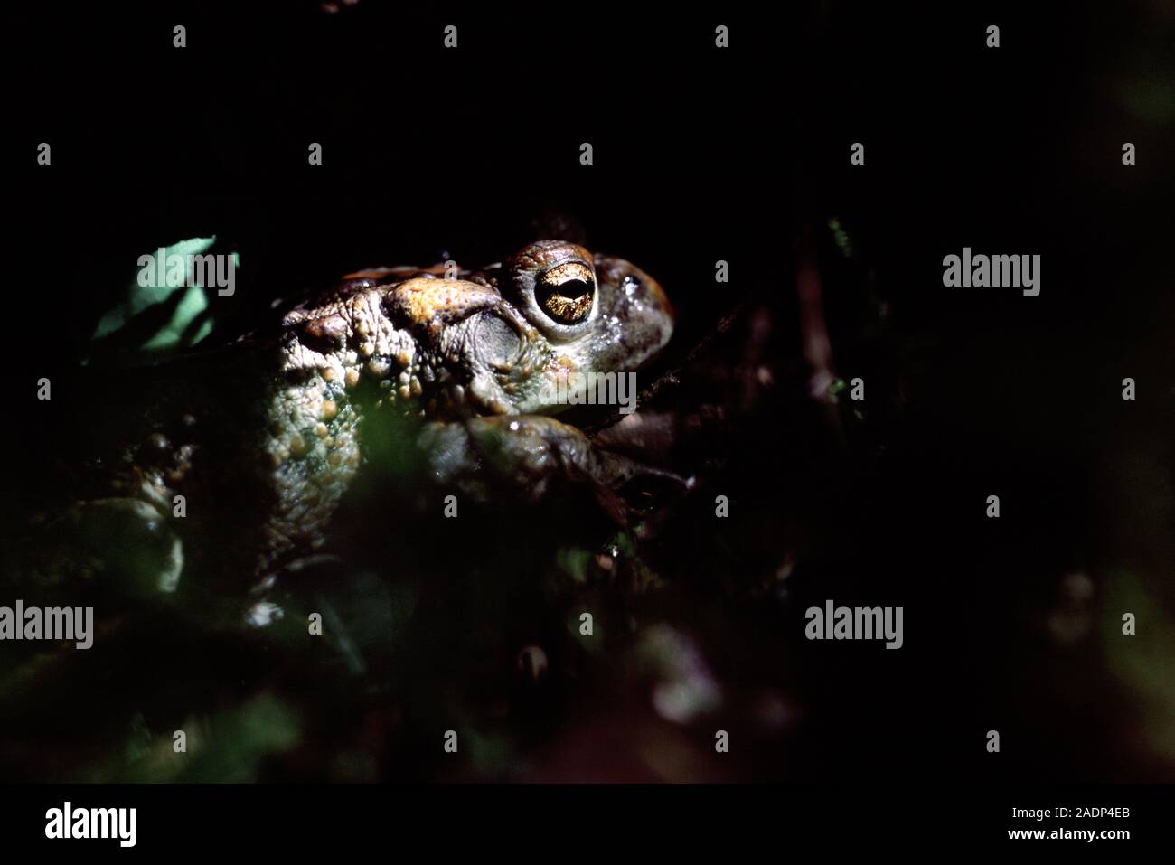 Western toad (Bufo boreas). This species of toad occurs across western ...