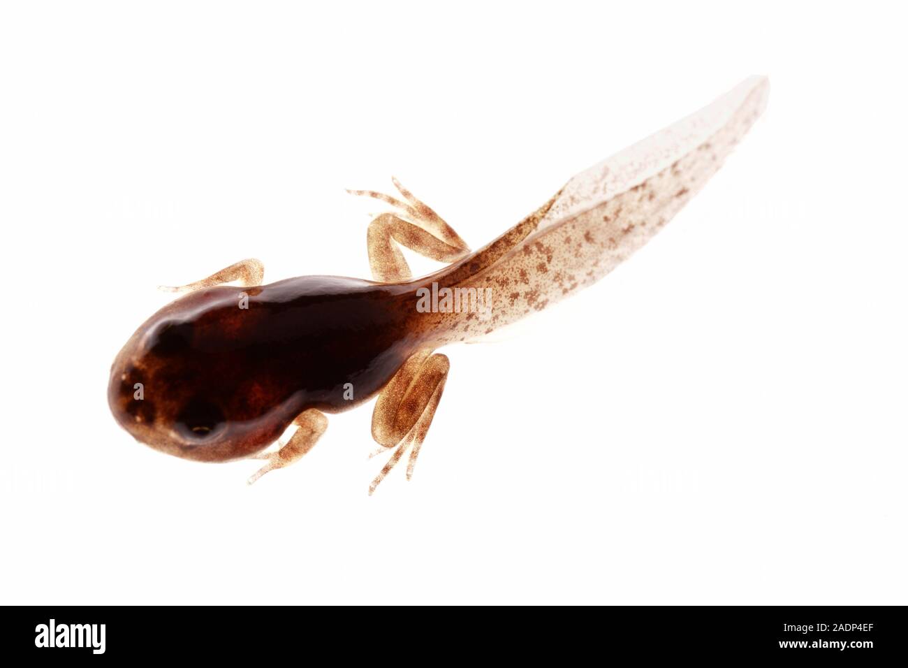 Tadpole development. This tadpole is at the four legged stage (around ...