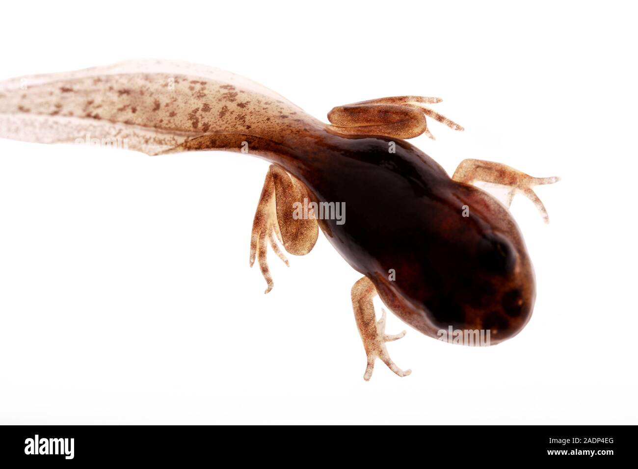 Tadpole development. This tadpole is at the four legged stage (around ...