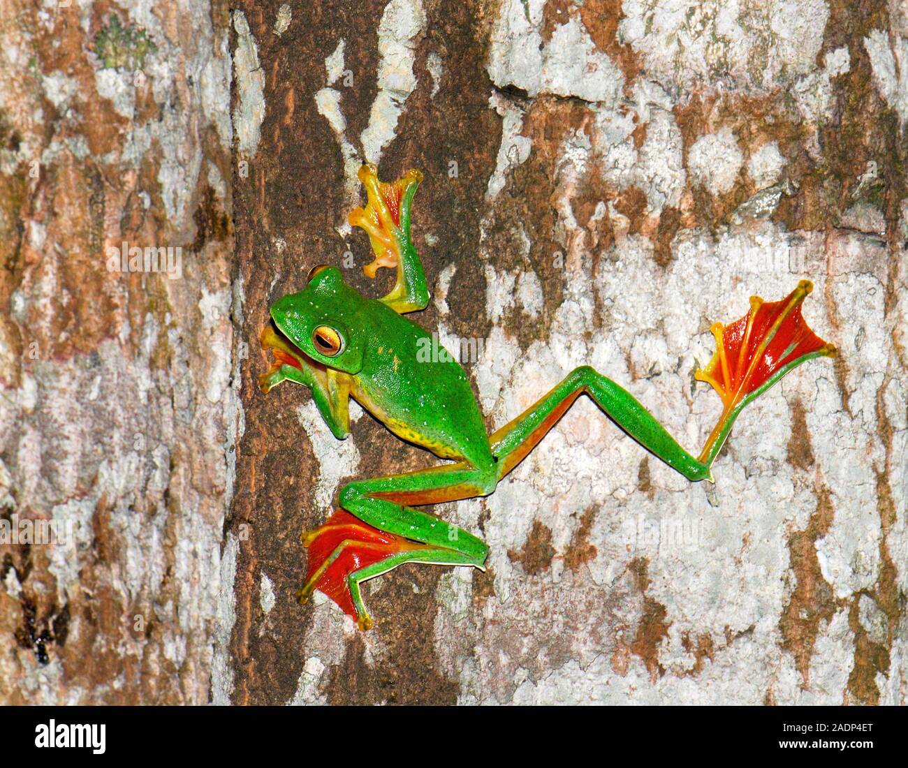 Malabar gliding frog (Rhacophorus malabaricus). This frog is native to ...