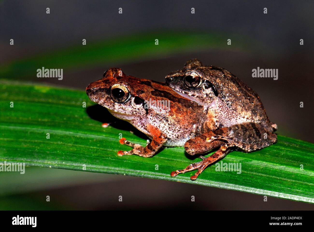 Bush frogs (Philautus kani) mating. This position is known as amplexus ...