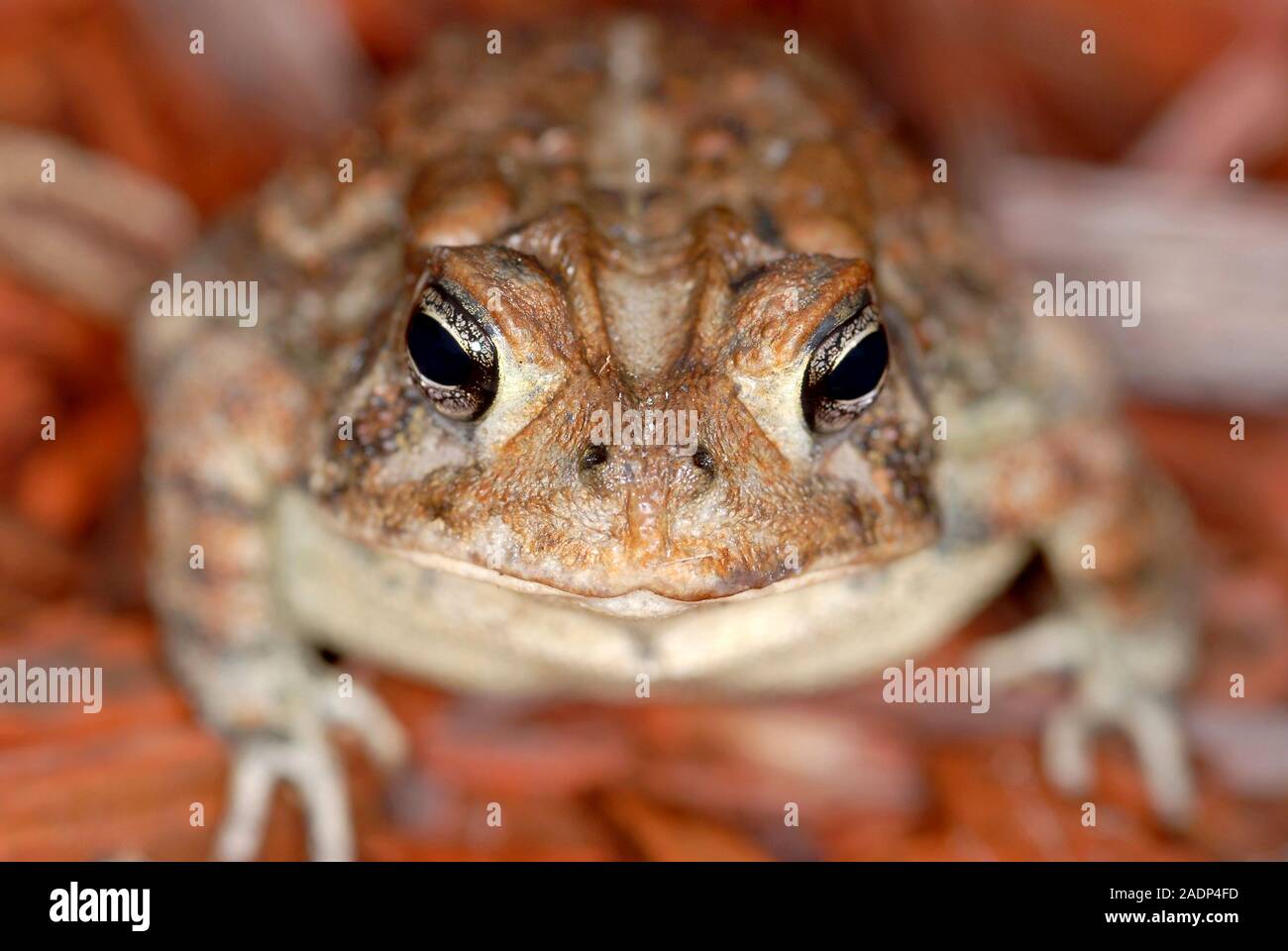 American toad (Bufo americanus). This toad is common throughout the ...
