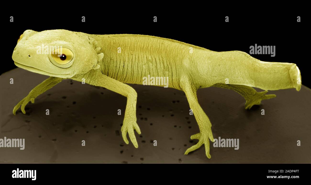 Young newt. Scanning electron micrograph (SEM) of a juvenile (immature ...