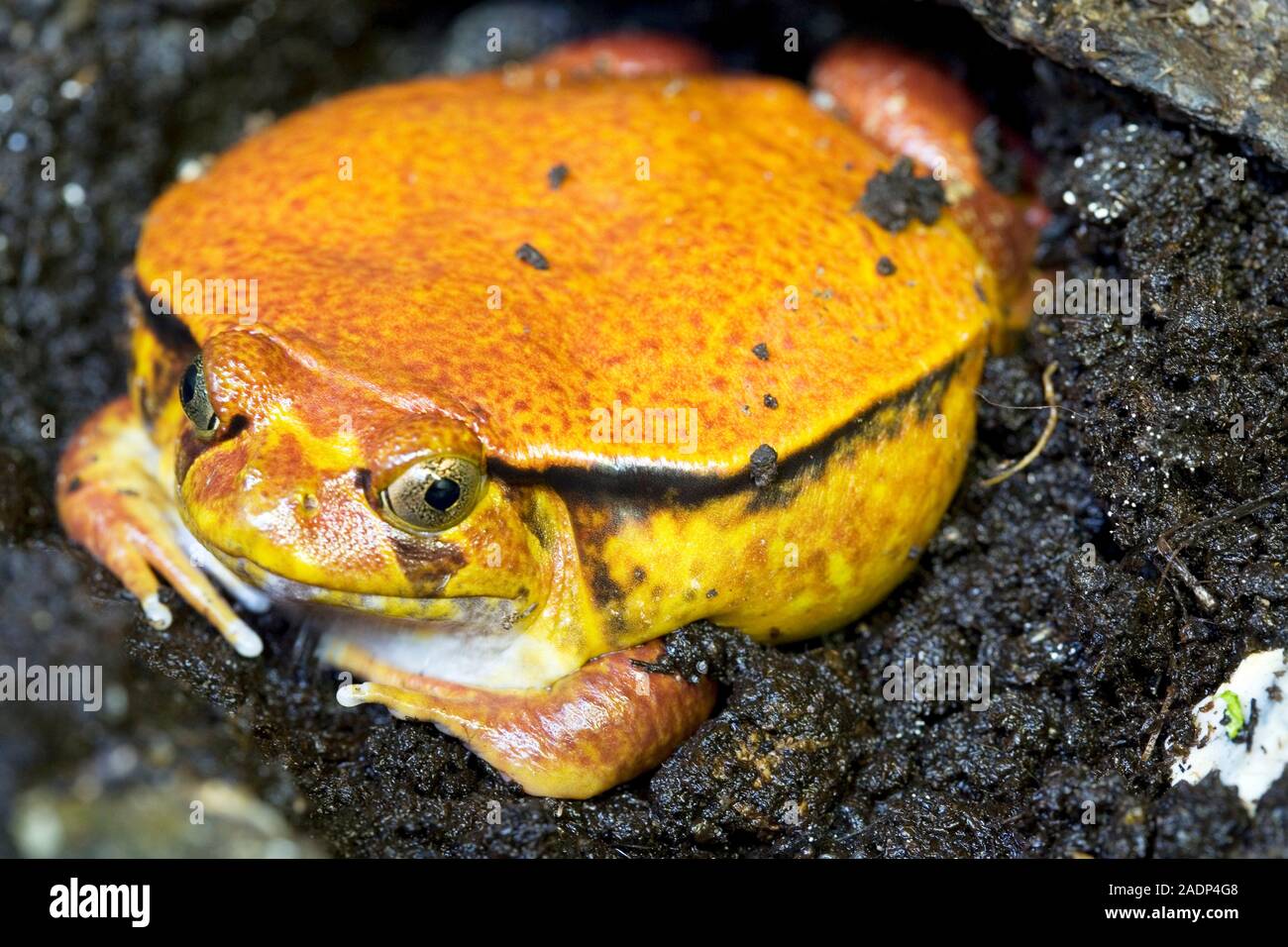 Sambava tomato frog (Dyscophus guineti). Sambava tomato frogs are ...