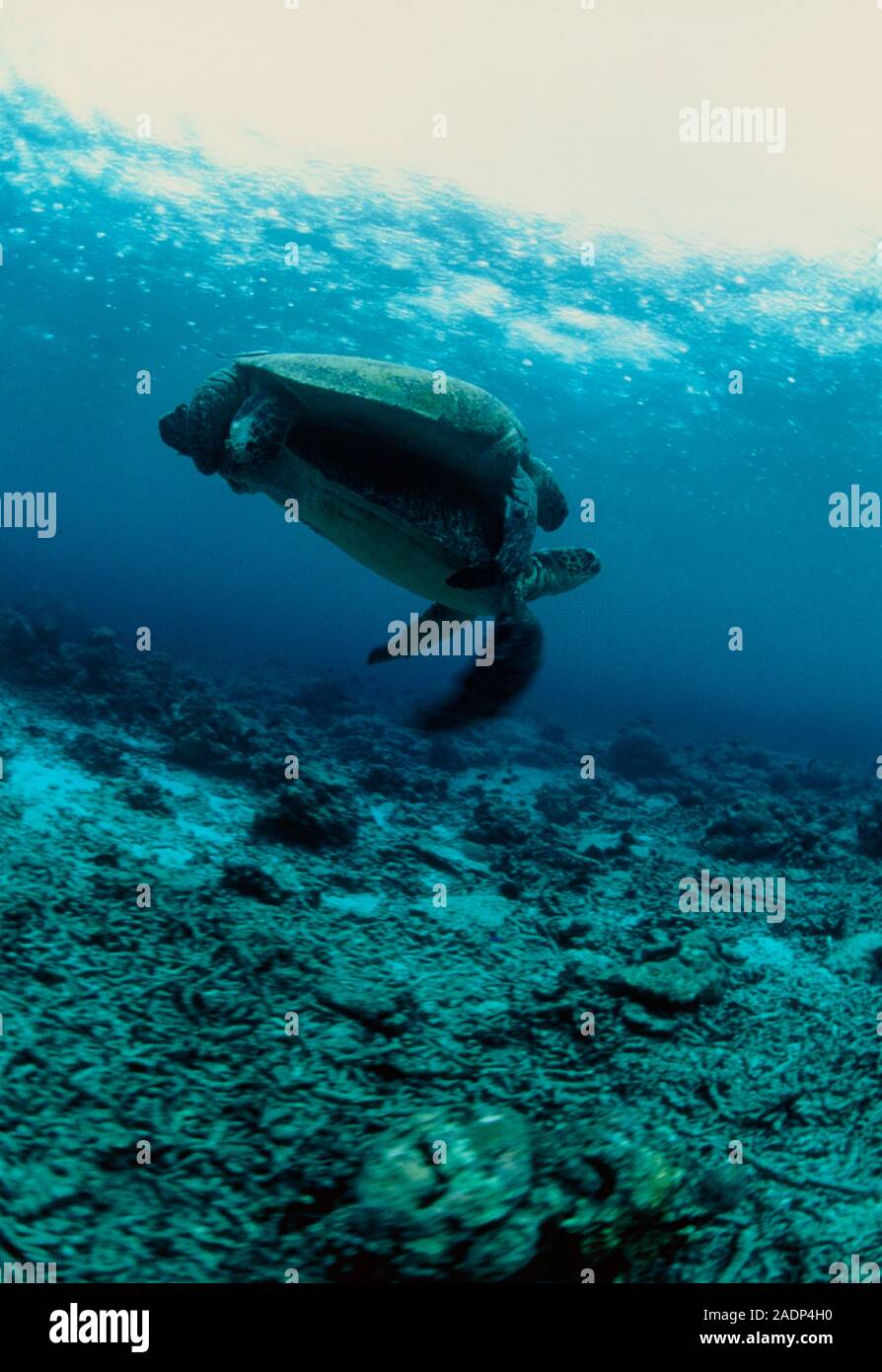 Green turtles mating. Pair of green turtles (Chelonia mydas) mating ...