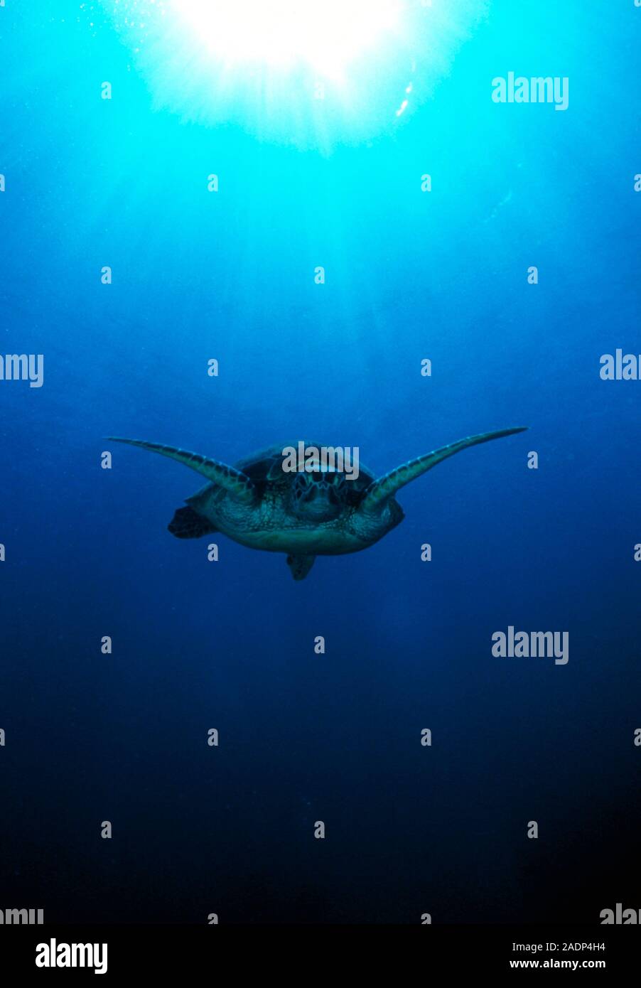 Green turtle (Chelonia mydas) swimming underwater. Named because of the ...