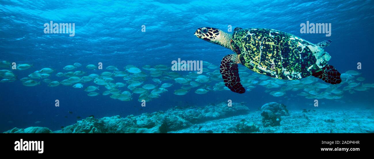 Hawksbill turtle (Eretmochelys imbricata) swimming over a reef with a ...