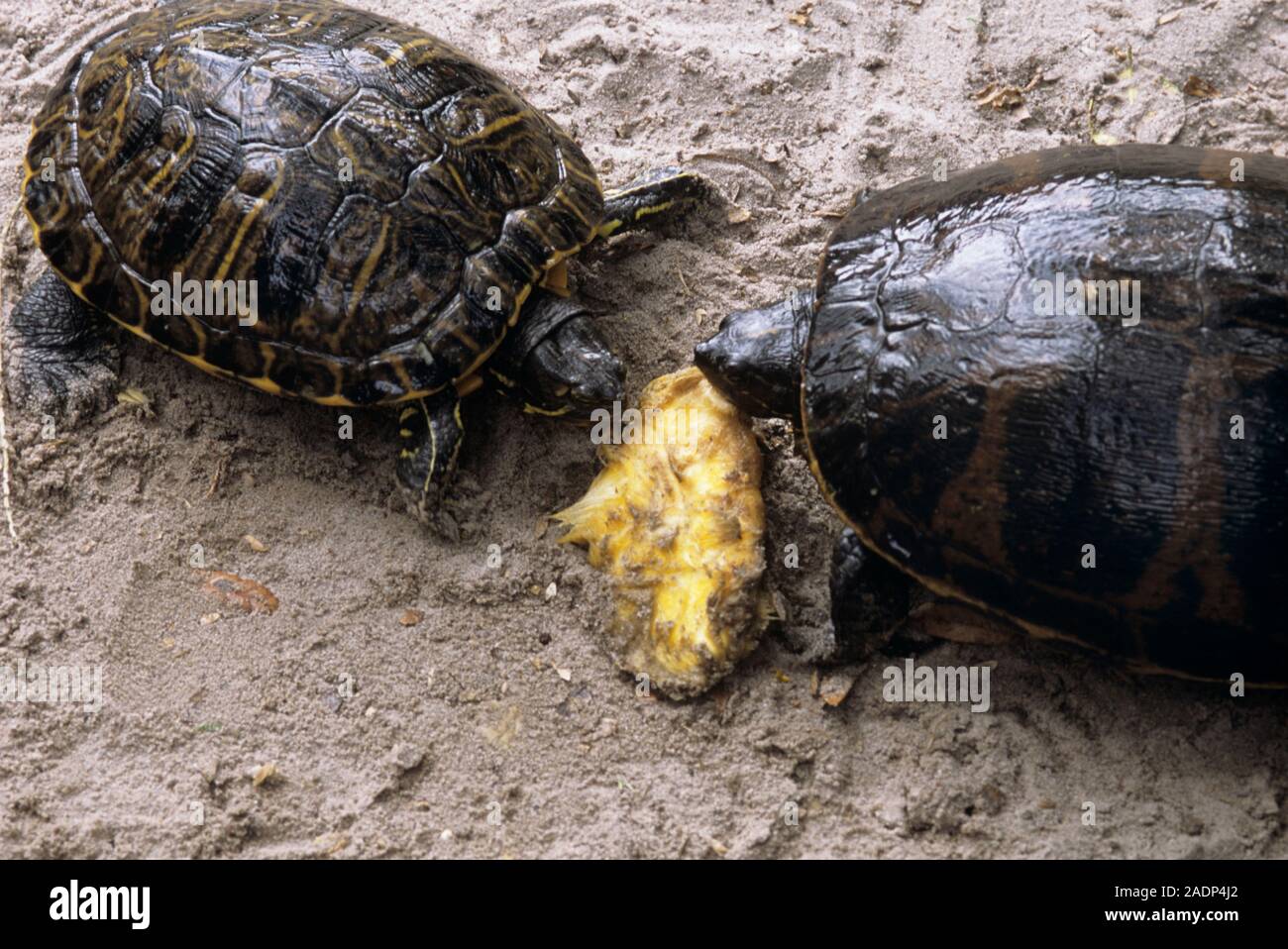 Florida red-bellied turtles (Pseudemys nelsoni) eating food. These ...