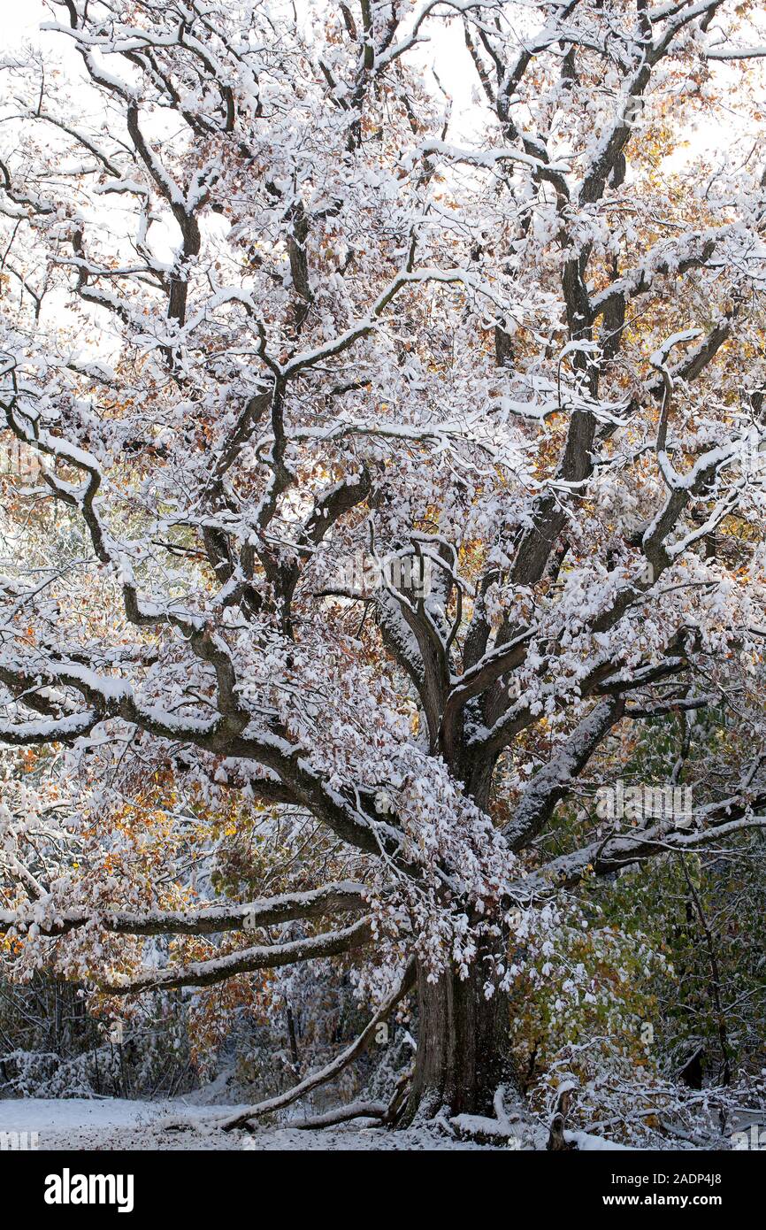 Snow covered old oak tree in autumn Stock Photo - Alamy