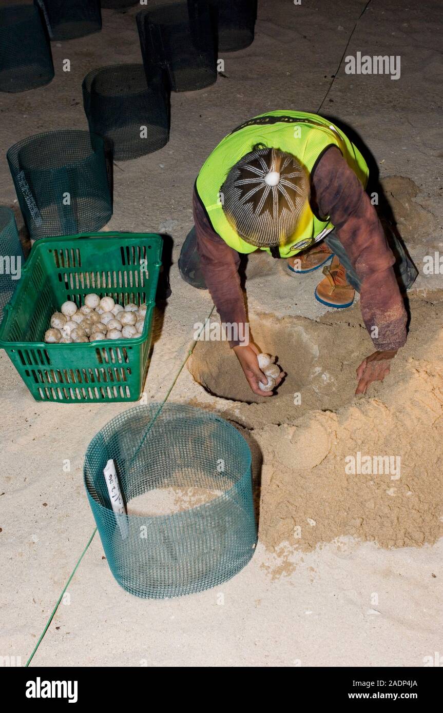 Turtle hatchery. Ranger placing hawksbill turtle (Eretmochelys ...