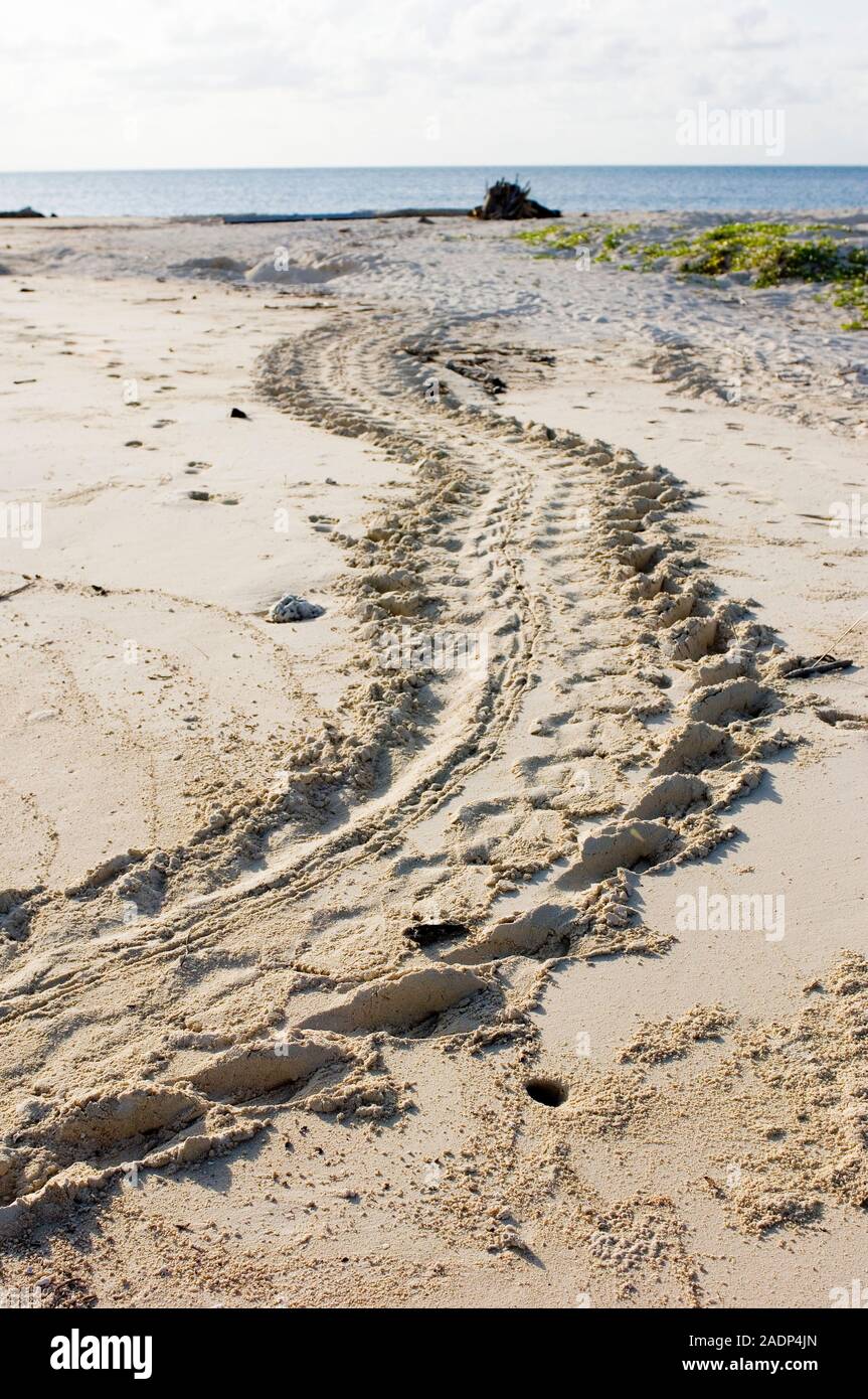 Turtle tracks. Tracks made by a nesting turtle. Turtles are wholly ...