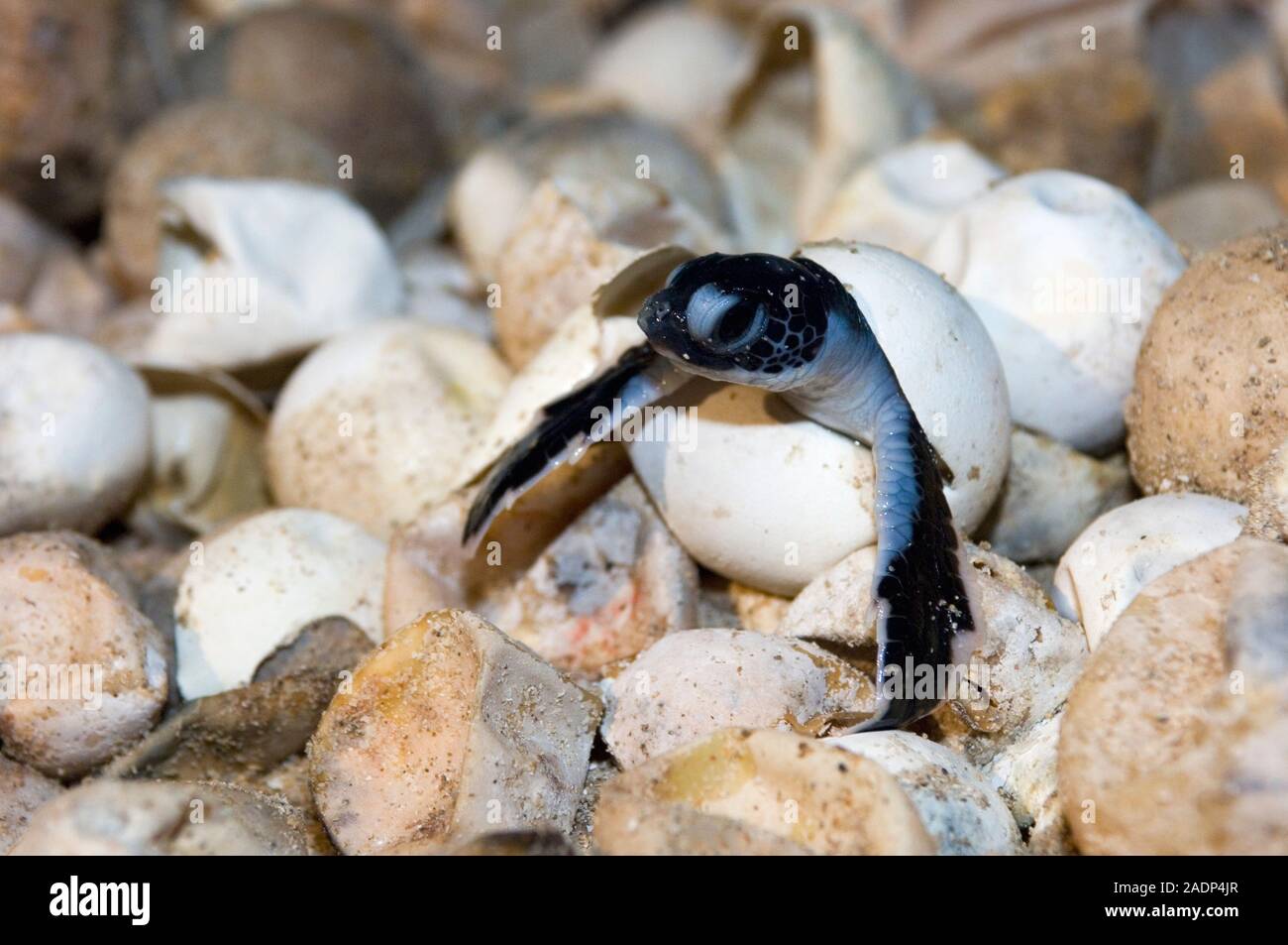 Hatching turtle. Green turtle (Chelonia mydas) hatchling emerging from ...