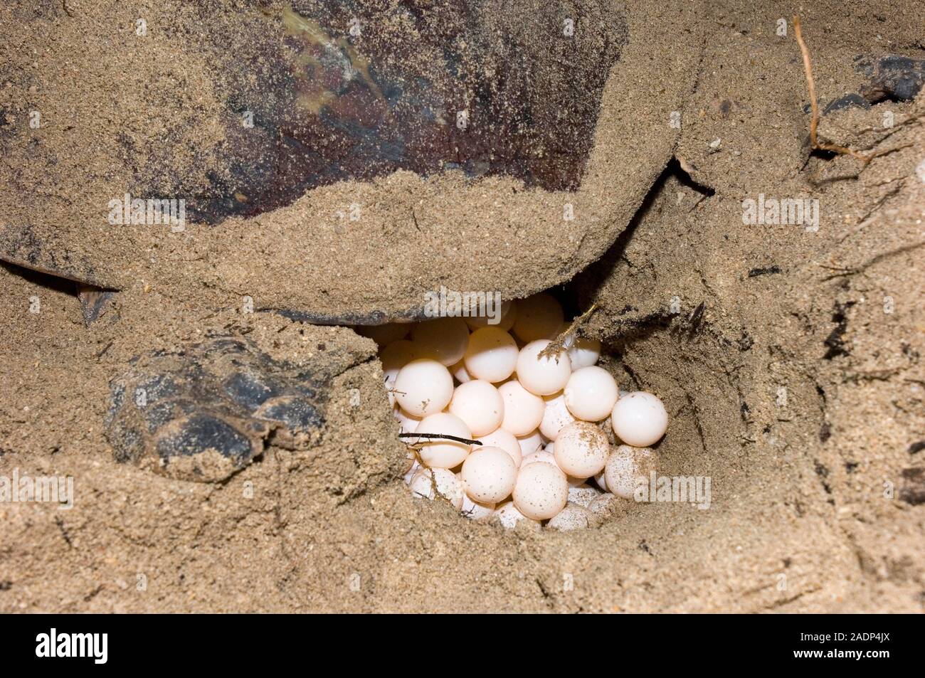Hawksbill turtle (Eretmochelys imbricata) nesting on a beach. The ...