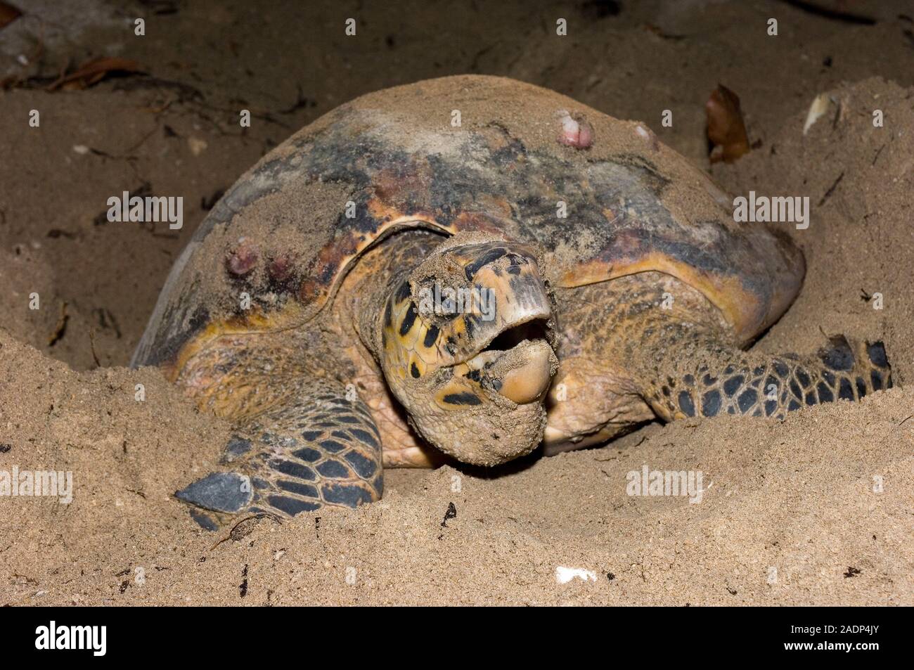 Hawksbill turtle (Eretmochelys imbricata) nesting on a beach. The ...