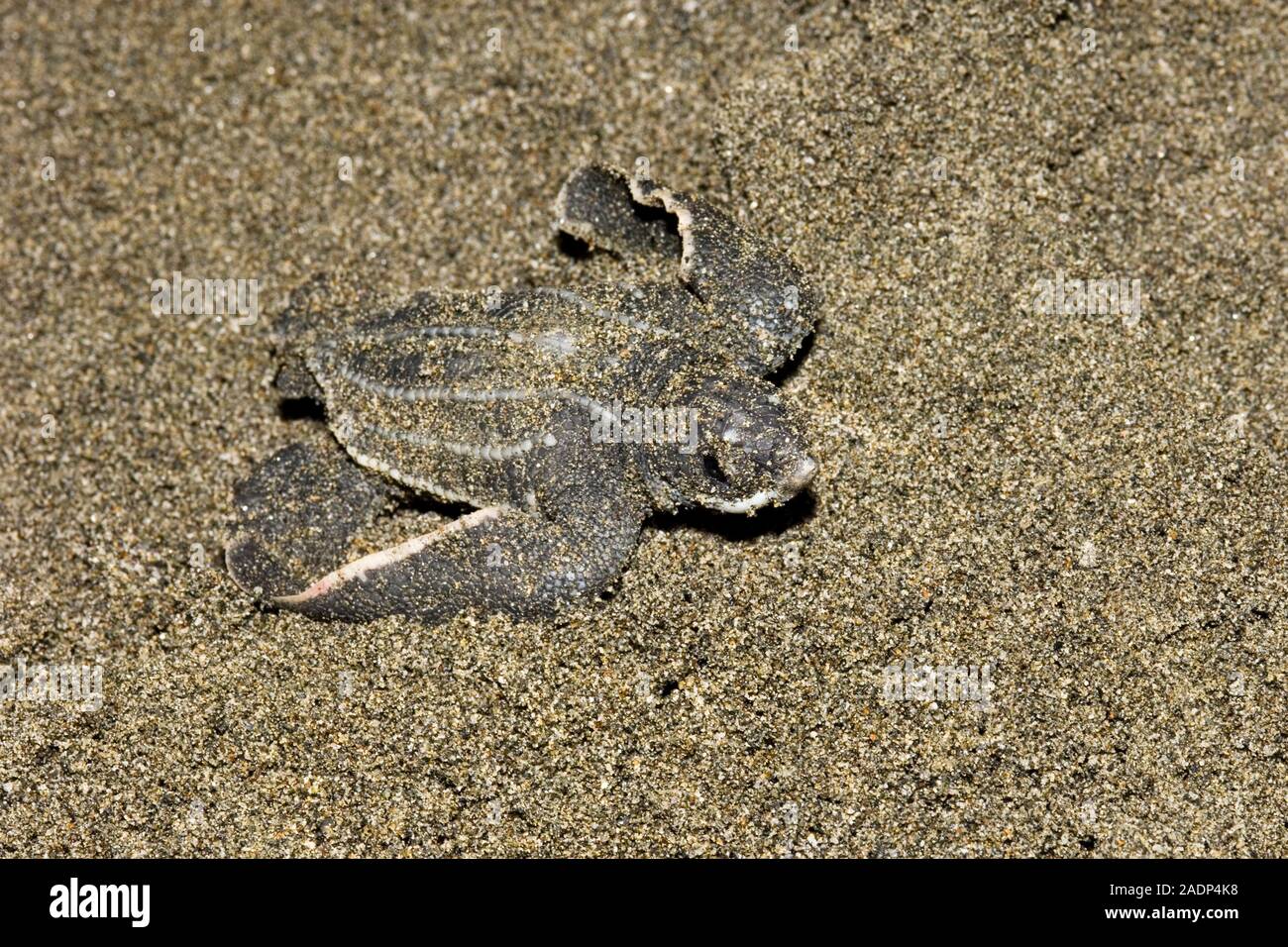 Leatherback turtle hatchling (Dermochelys coriacea). The leatherback ...