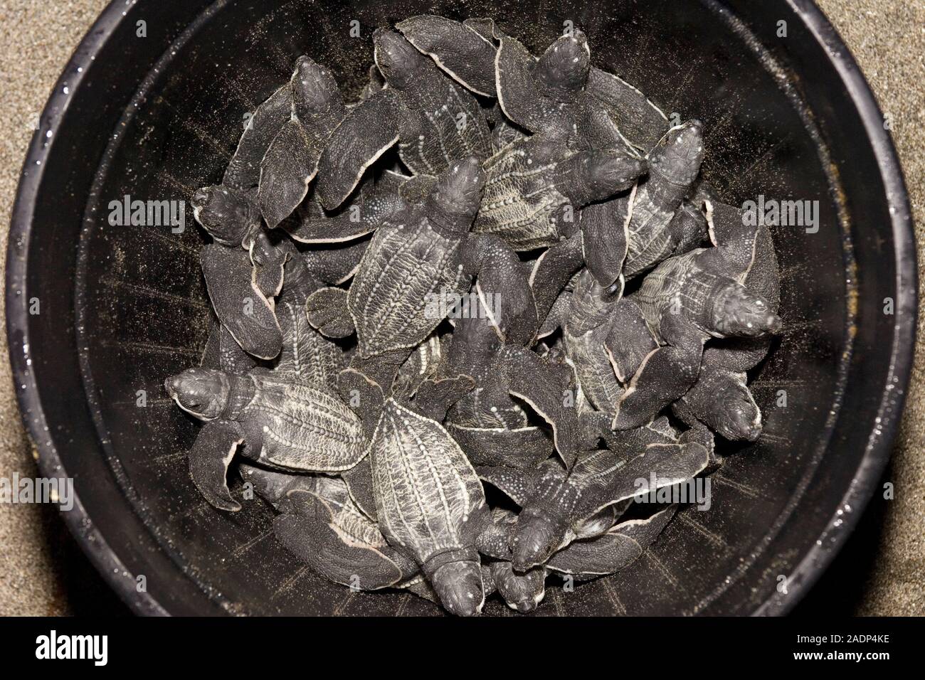 Leatherback turtle hatchlings (Dermochelys coriacea) in a bucket. These ...