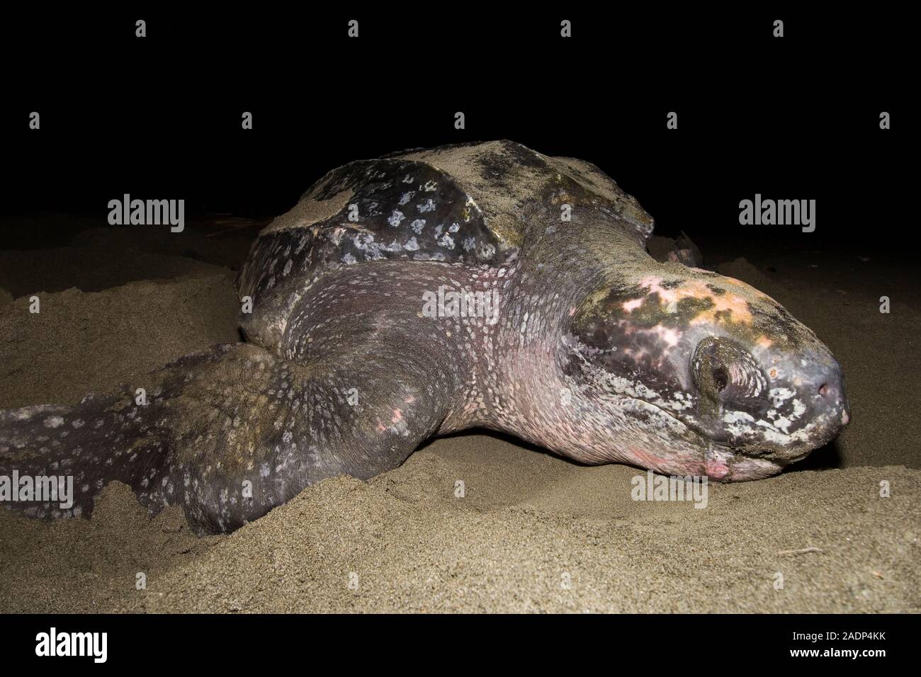 Leatherback turtle (Dermochelys coriacea) nesting on a beach. The ...