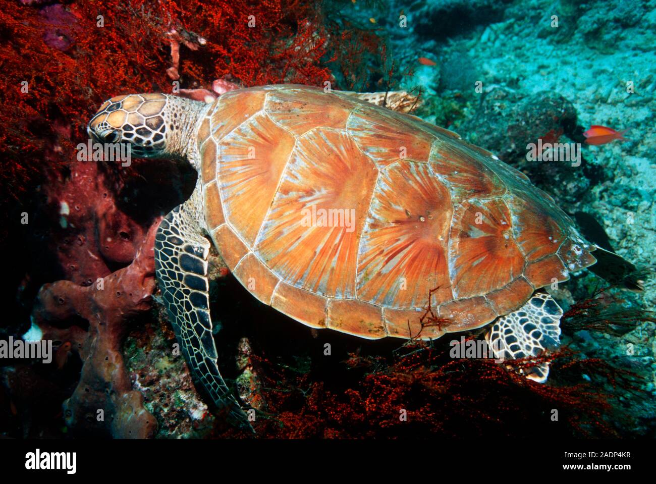 Green sea turtle (Chelonia mydas). This turtle feeds mainly on algae ...