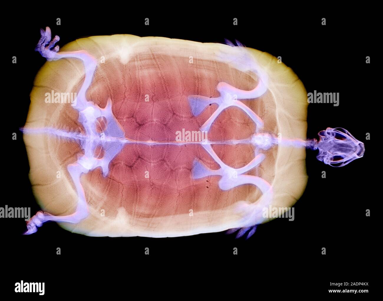 Turtle, coloured X-ray. The head of the turtle is at right Stock Photo ...