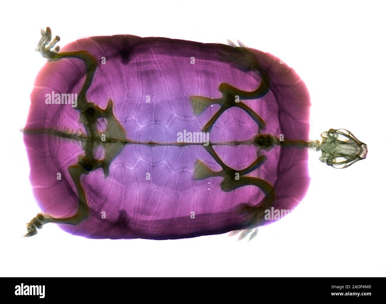 Turtle, coloured X-ray. The head of the turtle is at right Stock Photo ...