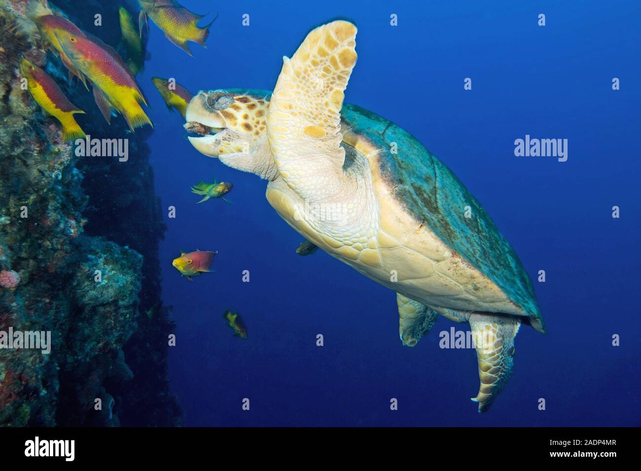 Loggerhead turtle (Caretta caretta) feeding at an oil rig. This ...