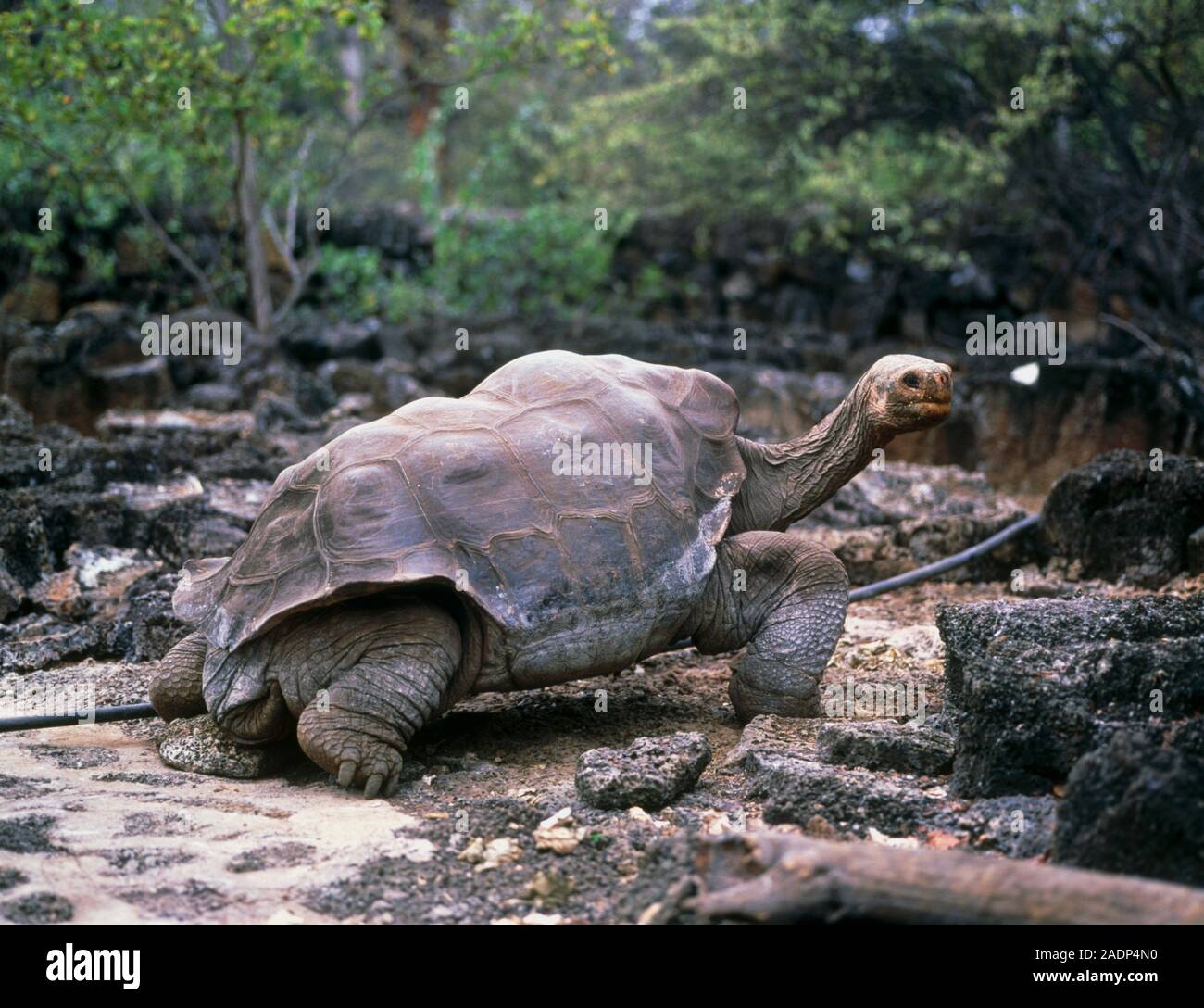 Giant Galapagos tortoise. View of a giant Galapagos tortoise (Testudo ...