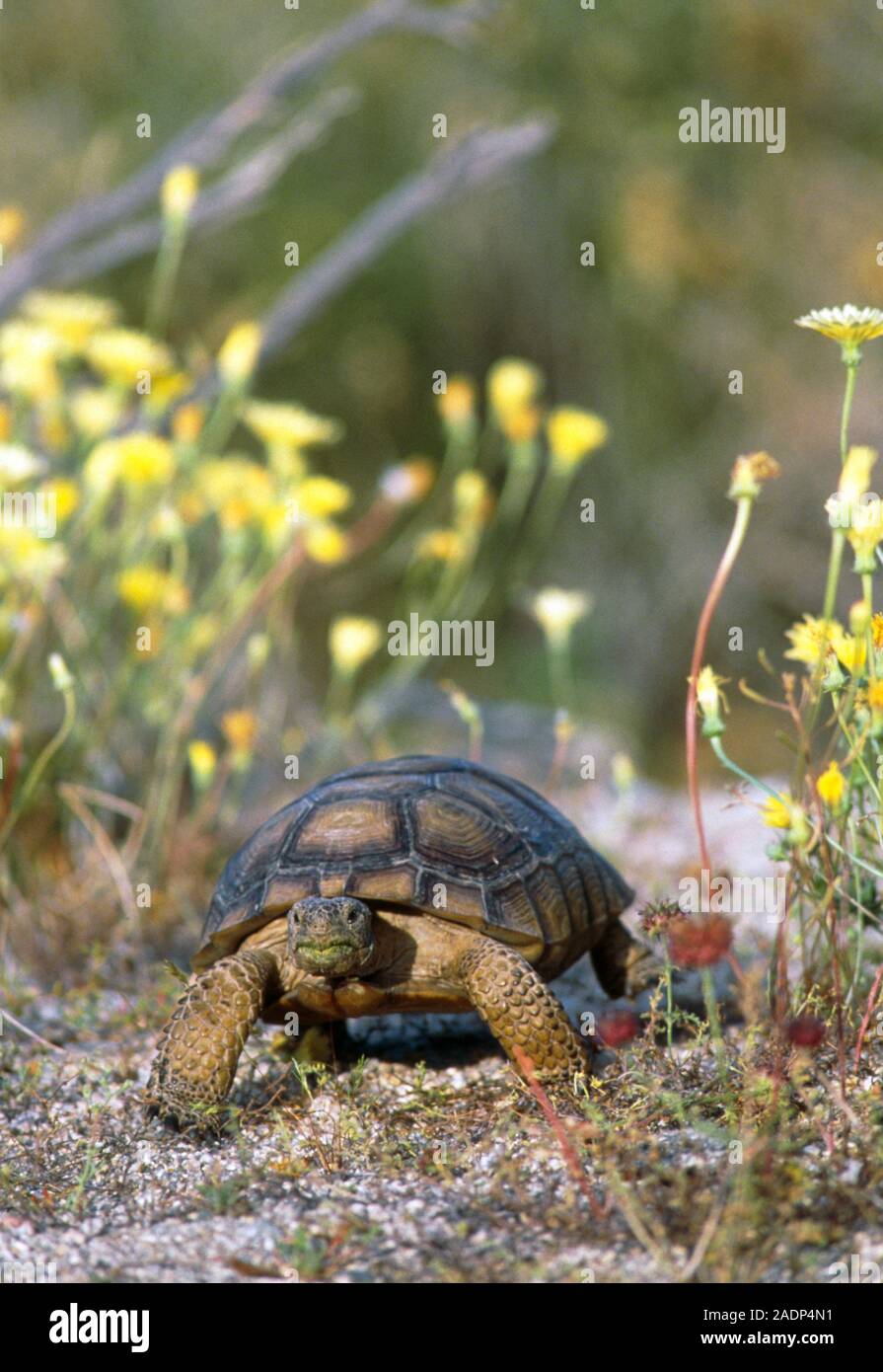 Desert tortoise. View of a desert tortoise (Gopherus agassizii) walking ...