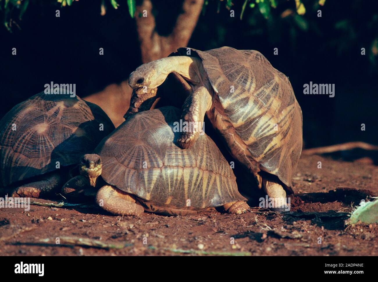 Mating tortoises (family Testudinae). Photographed in Madagascar Stock ...