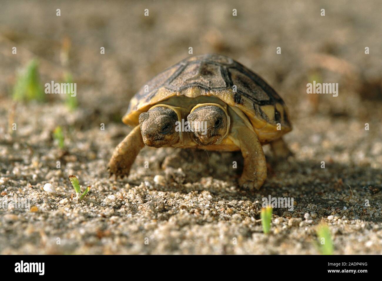 Two-headed angulate tortoise (Chersina angulata). This is a kind of ...