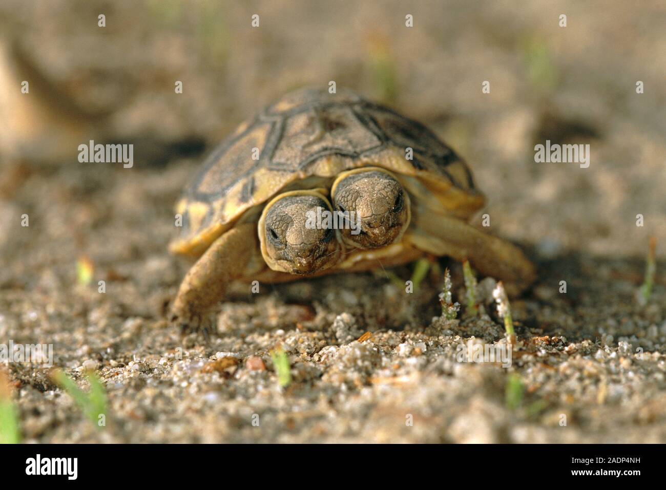 Two-headed angulate tortoise (Chersina angulata). This is a kind of ...